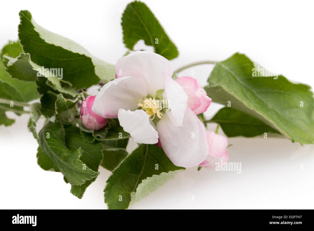 flower apple tree isolated on white background Stock Photo - Alamy