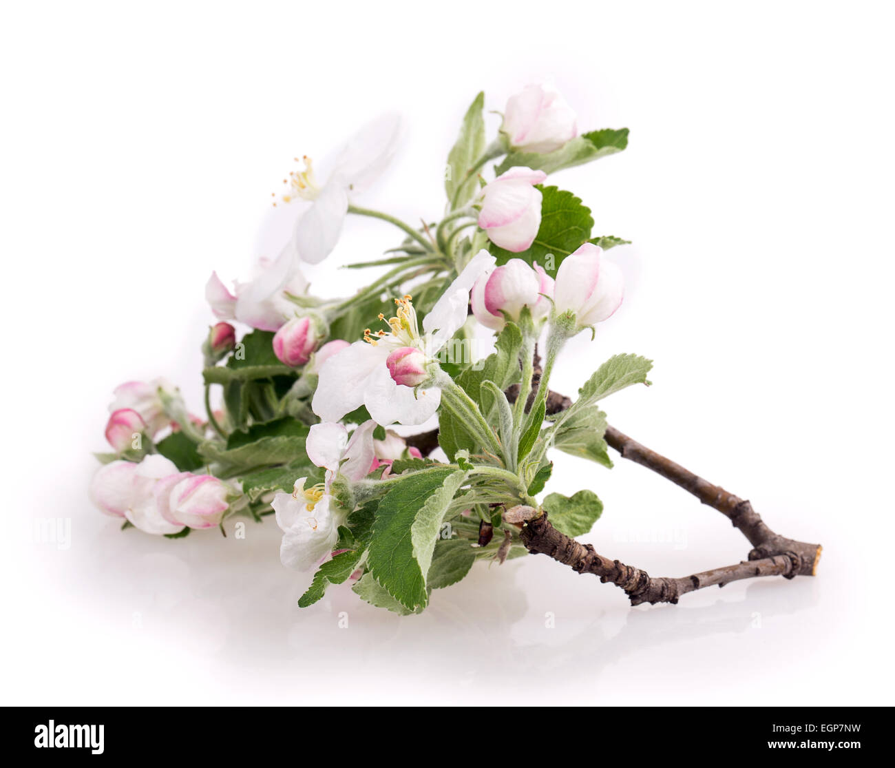 flower apple tree isolated on white background Stock Photo - Alamy