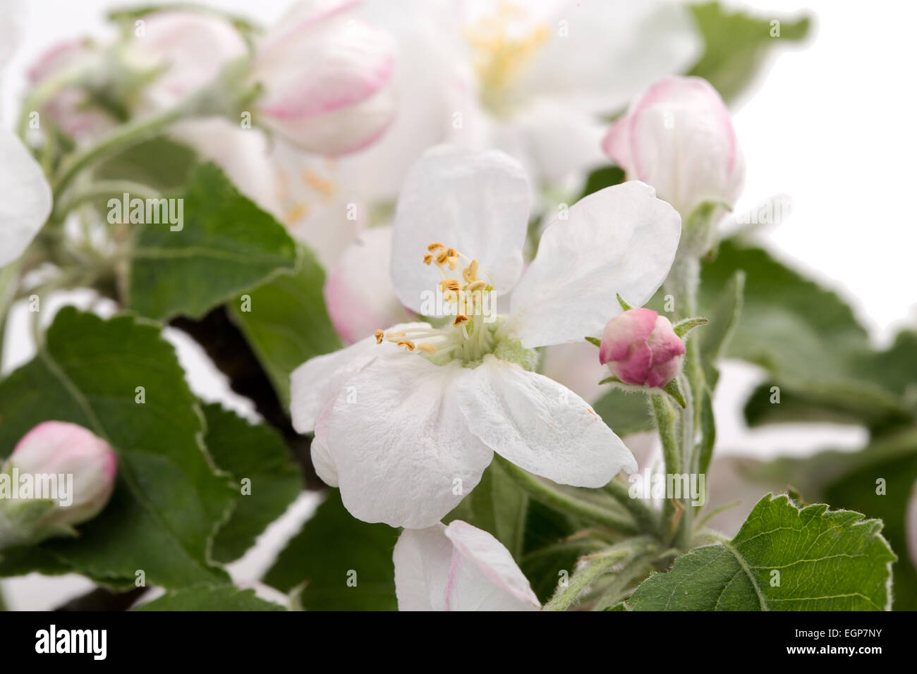 flower apple tree isolated on white background Stock Photo - Alamy