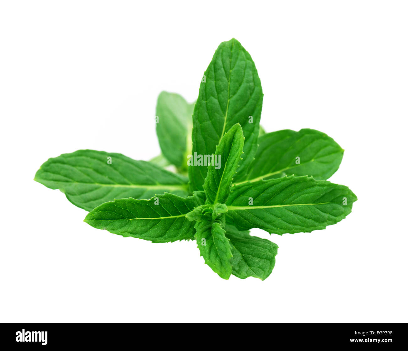 mint isolated on white background Stock Photo - Alamy