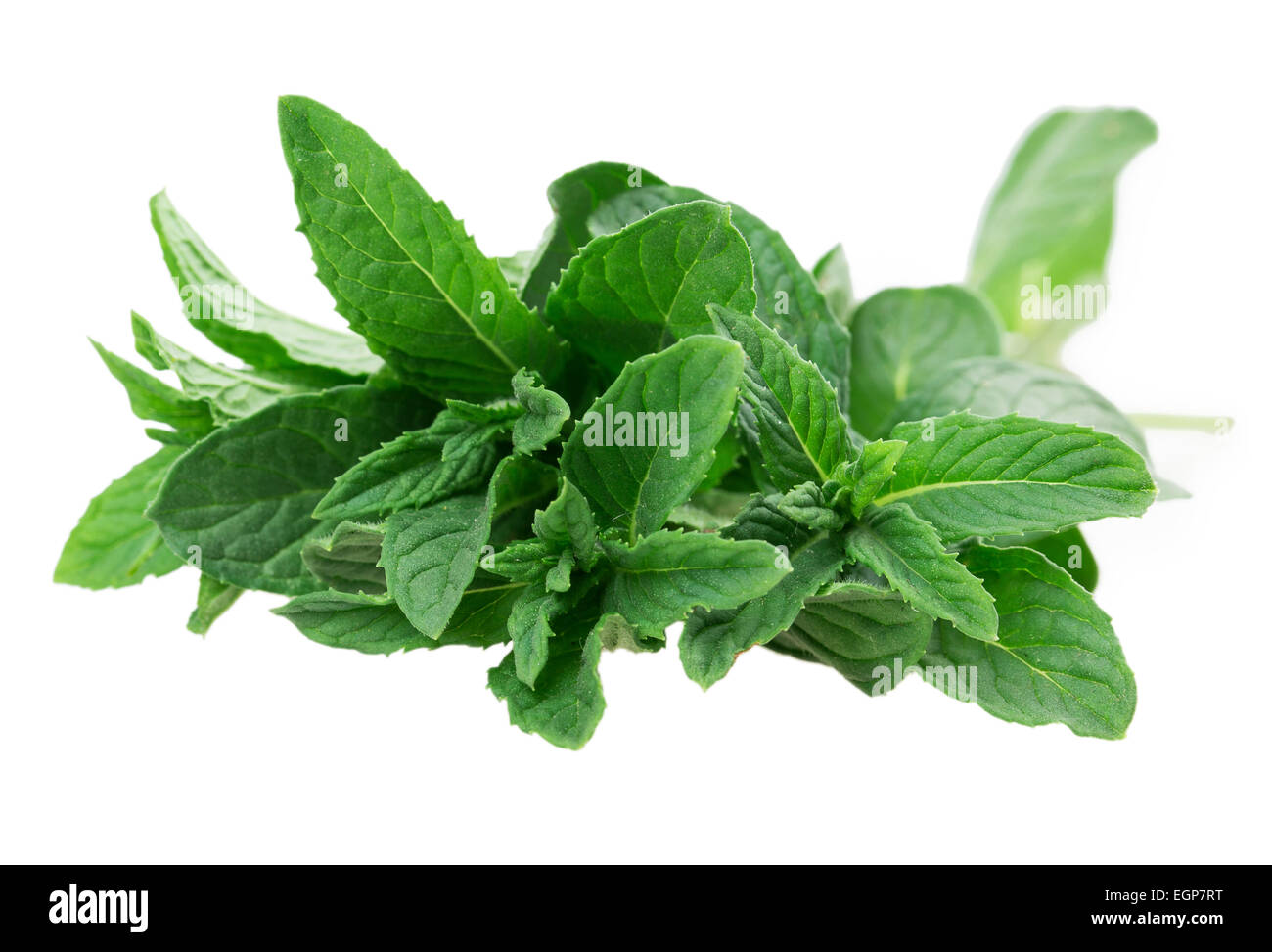 mint isolated on white background Stock Photo - Alamy