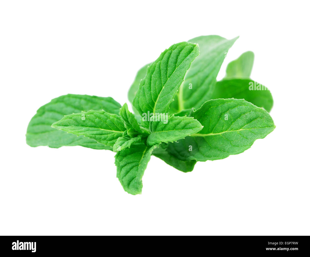 mint isolated on white background Stock Photo - Alamy