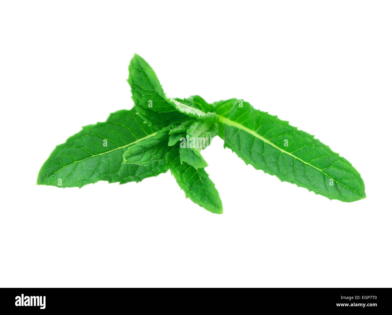 mint, lemon balm isolated on white background Stock Photo - Alamy