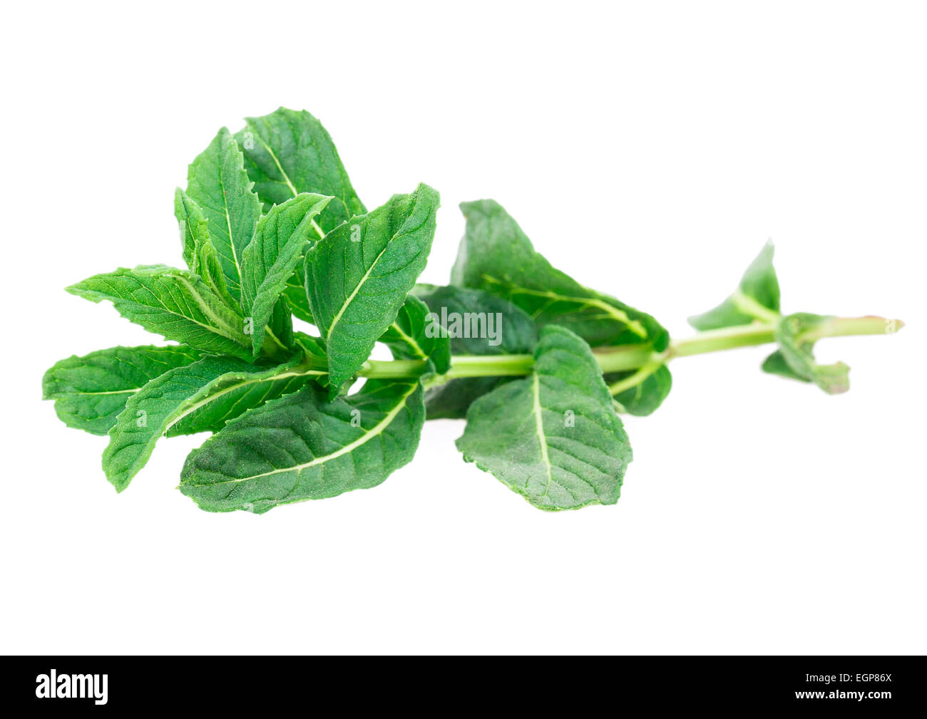 mint, lemon balm isolated on white background Stock Photo - Alamy