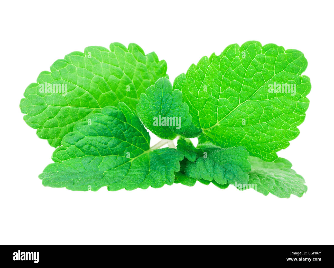 mint, lemon balm isolated on white background Stock Photo - Alamy