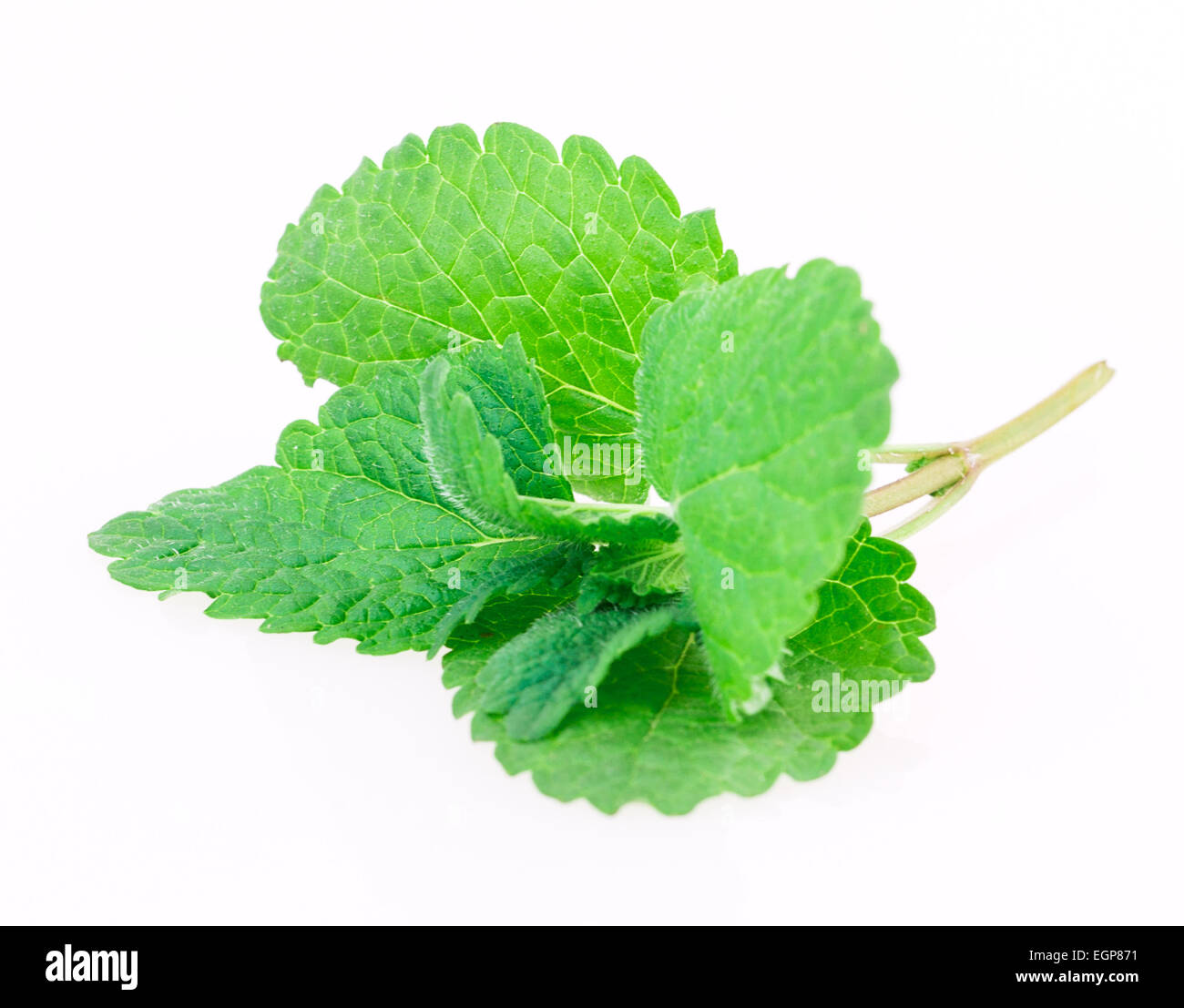mint, lemon balm isolated on white background Stock Photo - Alamy