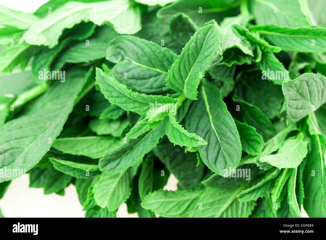 mint, lemon balm isolated on white background Stock Photo - Alamy