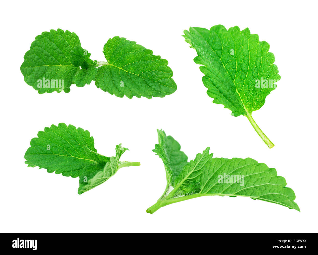 mint, lemon balm isolated on white background Stock Photo - Alamy