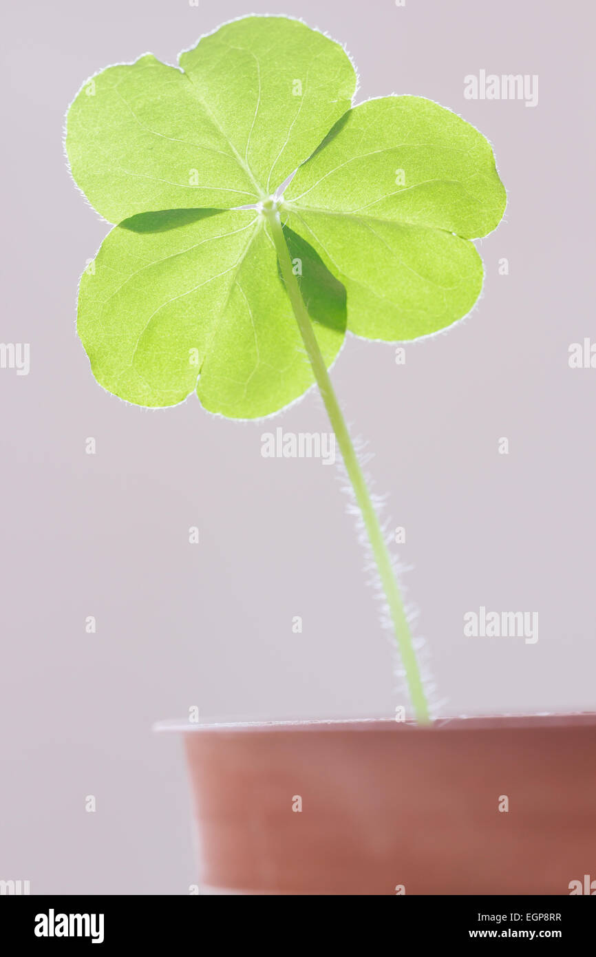 Shamrock hi-res stock photography and images - Alamy