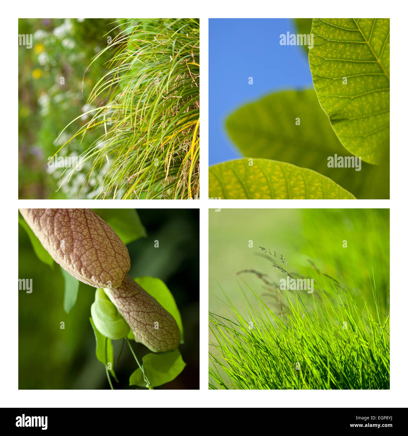 Collage of grass, leaves and plants in Spring Stock Photo - Alamy