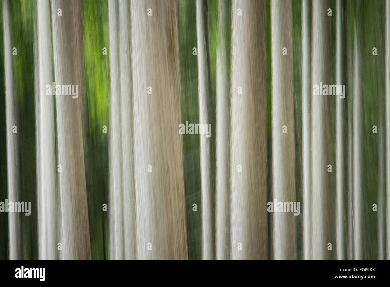 Stems of trees are photographed in swiped movement. The motive gets an ...