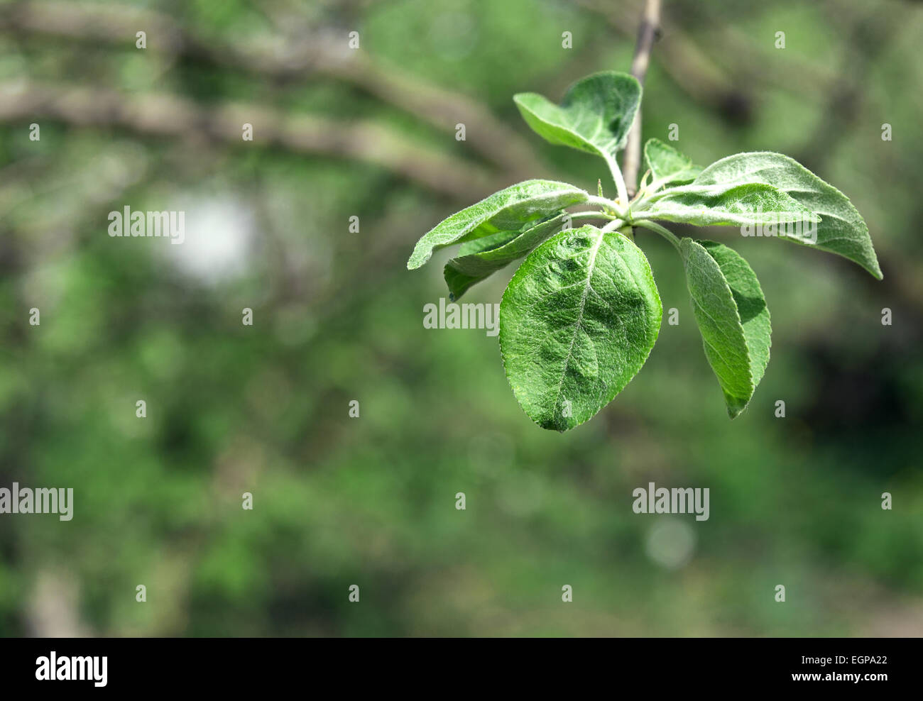 photo of blossoming tree brunch with white flowers Stock Photo - Alamy