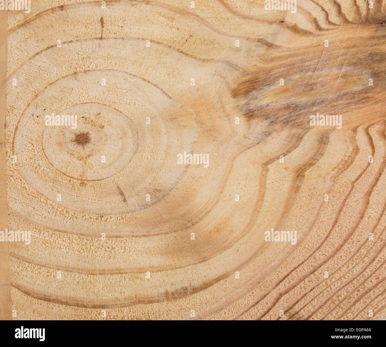 close-up wooden cut texture Stock Photo - Alamy