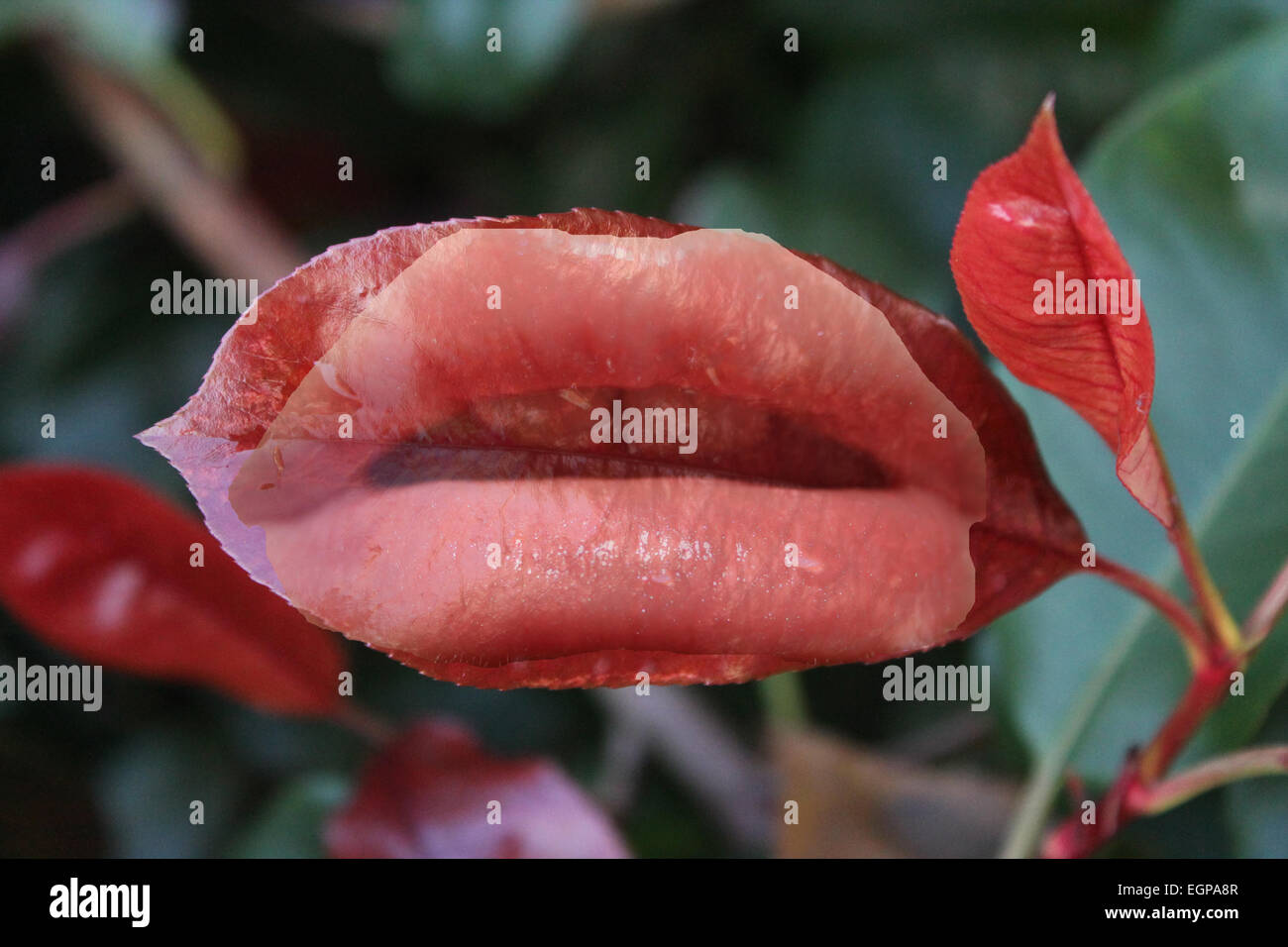 Nature surreal photography hi-res stock photography and images - Alamy