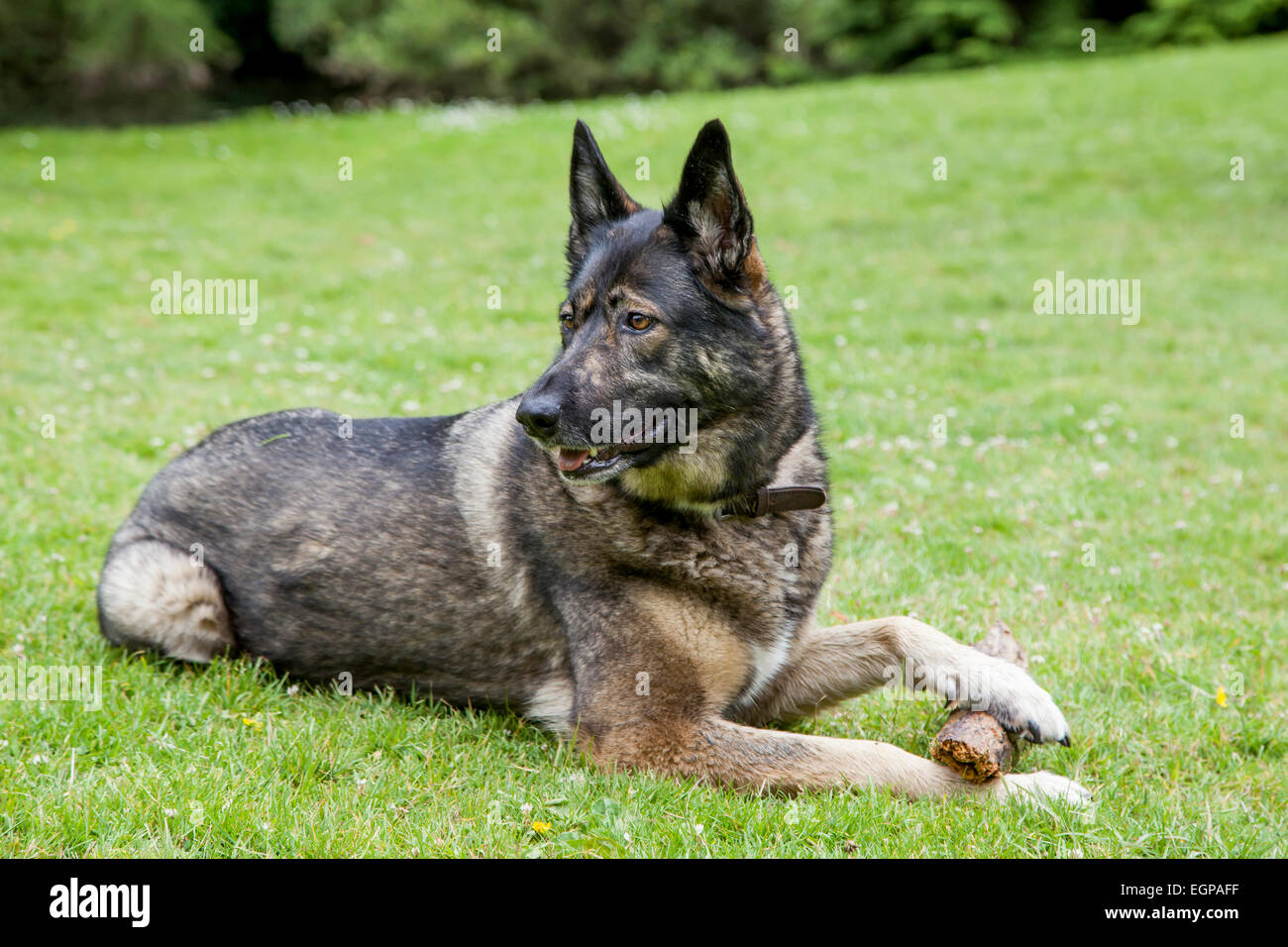 Dog with stick Stock Photo - Alamy