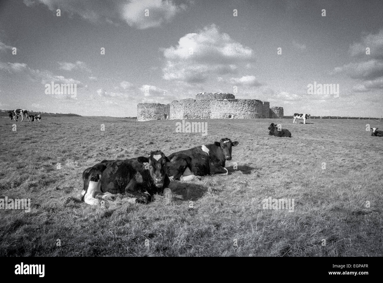 Cow castle hi-res stock photography and images - Alamy