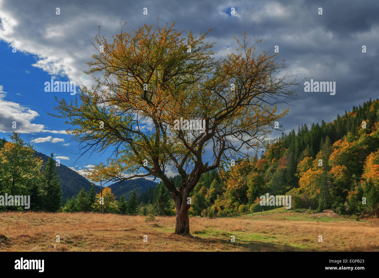 green tree and cloudy sky Stock Photo - Alamy