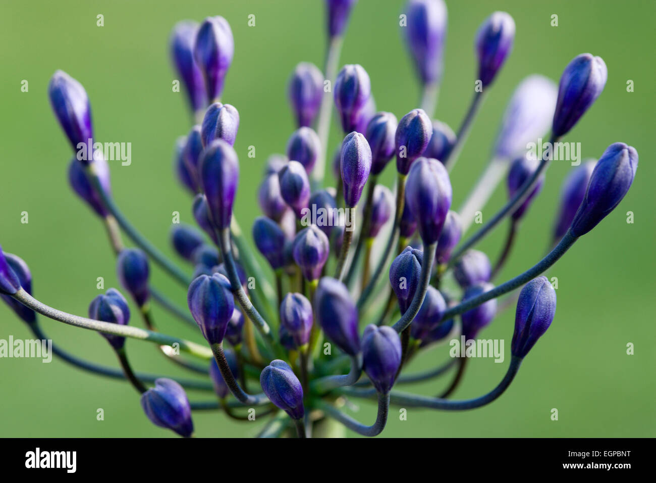 Agapanthus africanus, Close view of blue purple flowers about to emerge ...