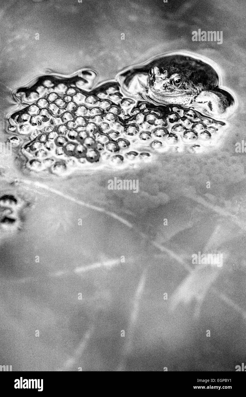 Frogs and frogspawn in a pond in Steyning Stock Photo - Alamy