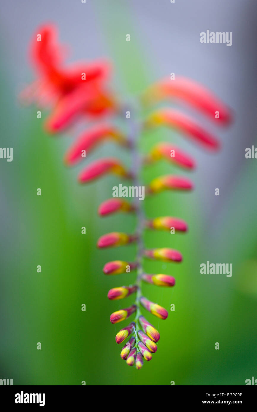 Montbretia, Crocosmia 'Lucifer', Branched spike with emerging showy ...