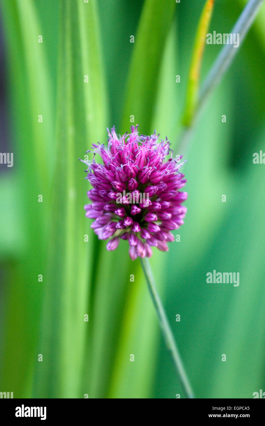 Allium sphaerocephalon, A single purple spherical flower on a stem ...