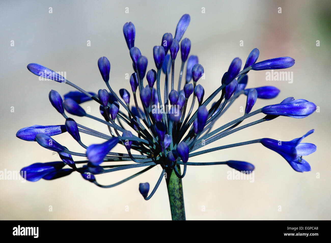 Agapanthus africanus, Close view of blue purple flowers about to emerge ...