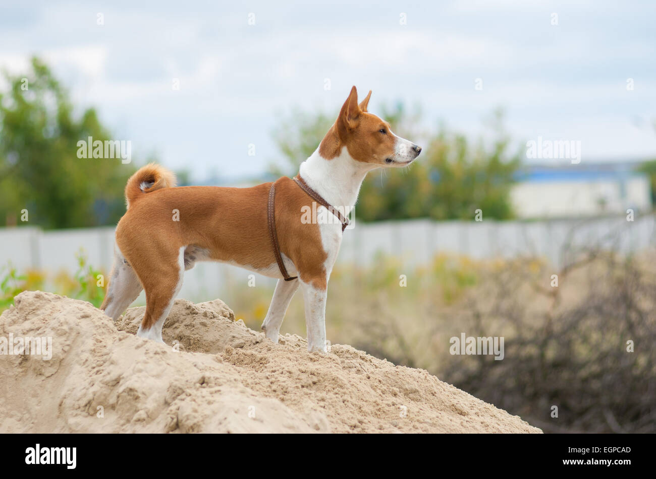 Dog brave hi-res stock photography and images - Alamy