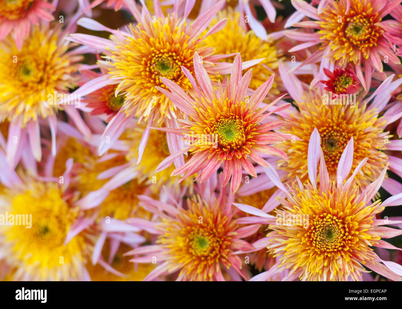 Natural background - aster flower-bed Stock Photo - Alamy