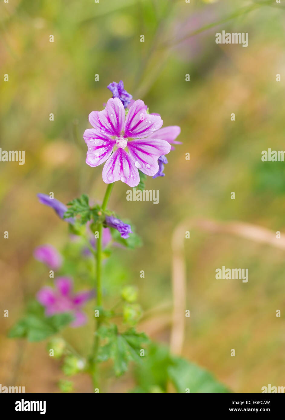 Common mallow (Malva sylvestris) flower in wild field Stock Photo - Alamy