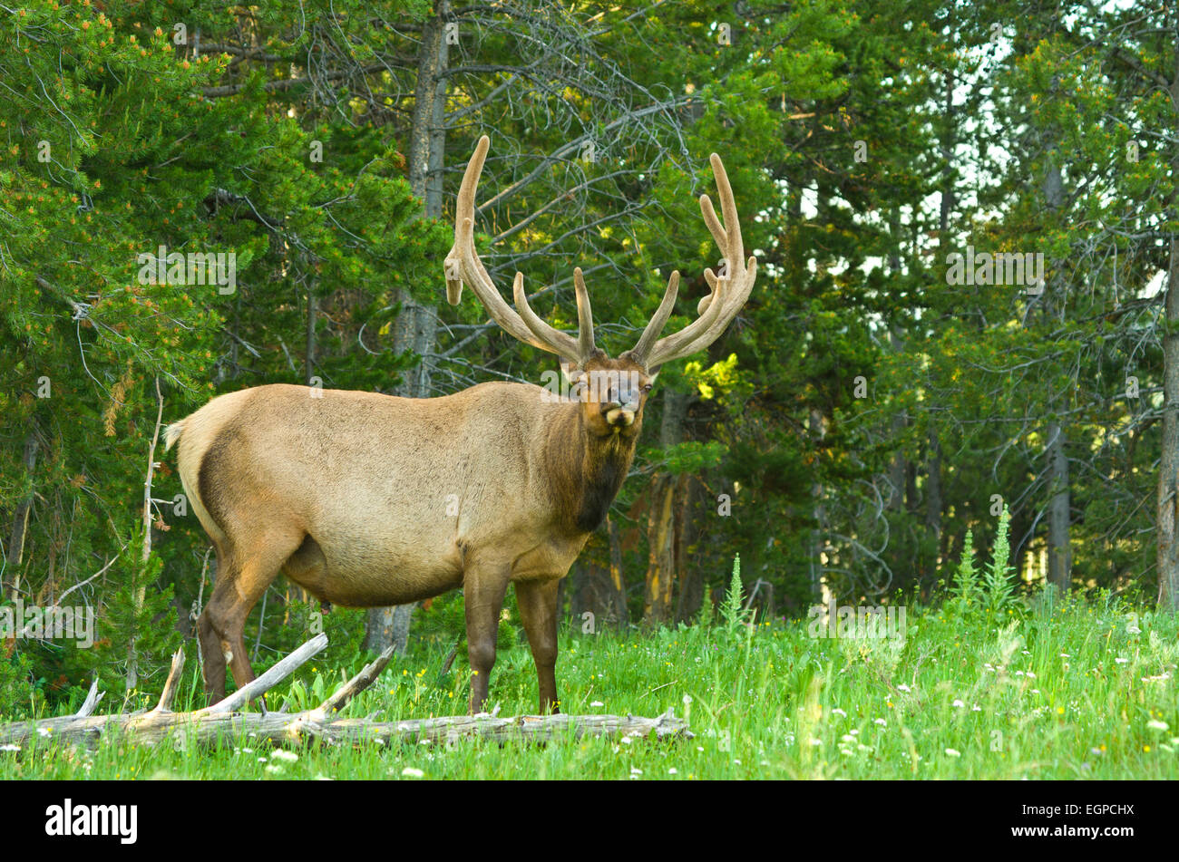 Twelve point antlers hi-res stock photography and images - Alamy
