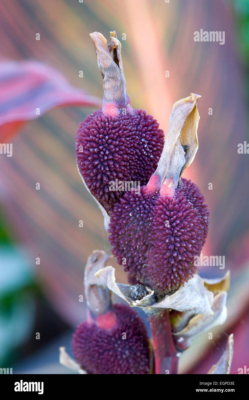 Unusual seed pods hi-res stock photography and images - Alamy