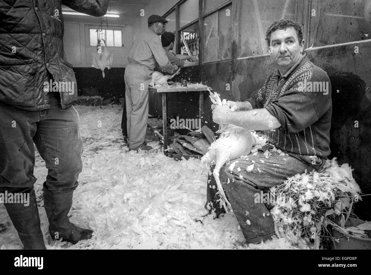 Champion turkey-plucker Vincent Pilkington at work inside Parkminster ...
