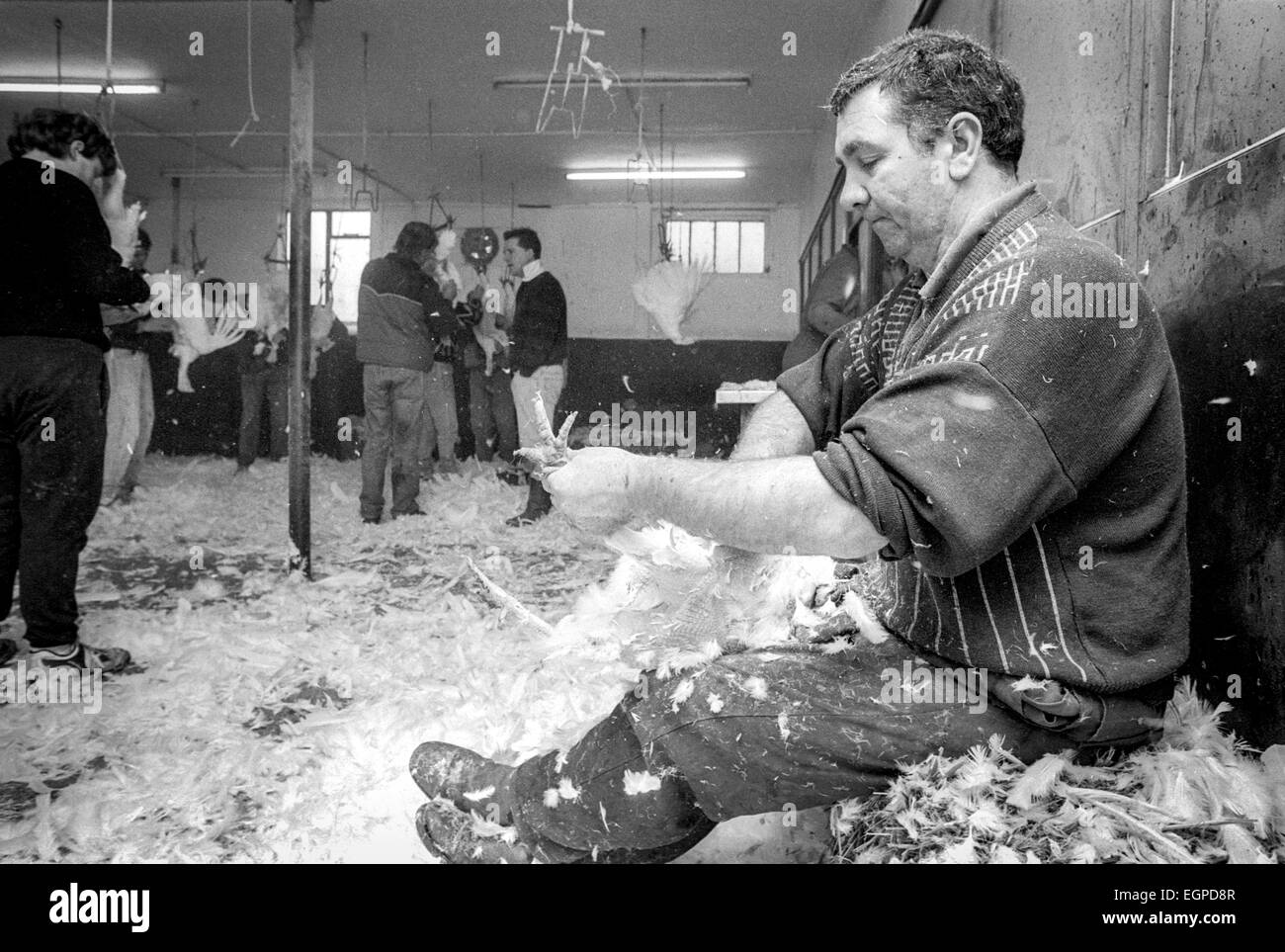 Champion turkey-plucker Vincent Pilkington at work inside Parkminster ...