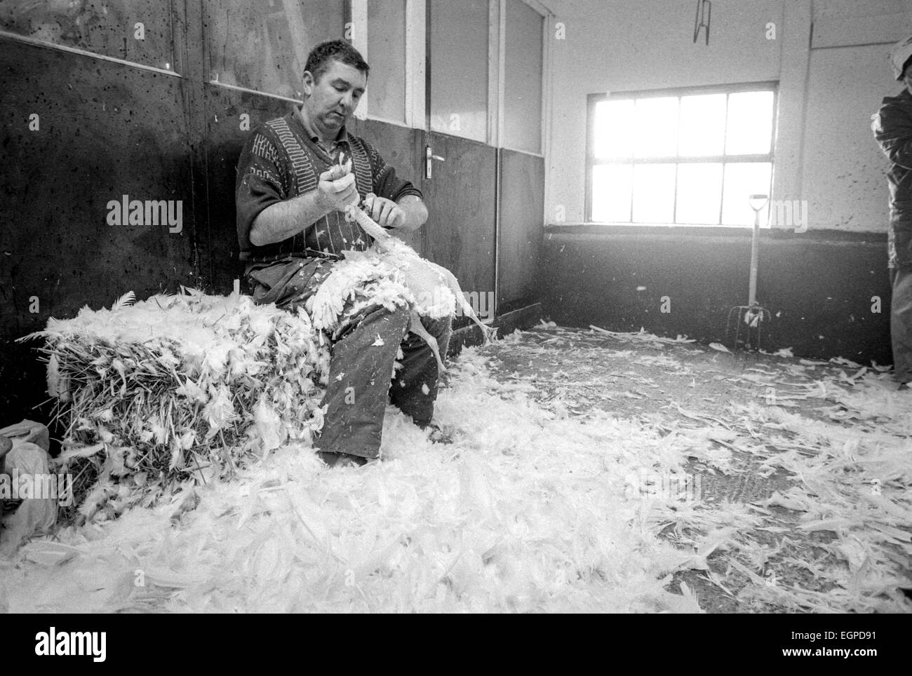 Champion turkey-plucker Vincent Pilkington at work inside Parkminster ...