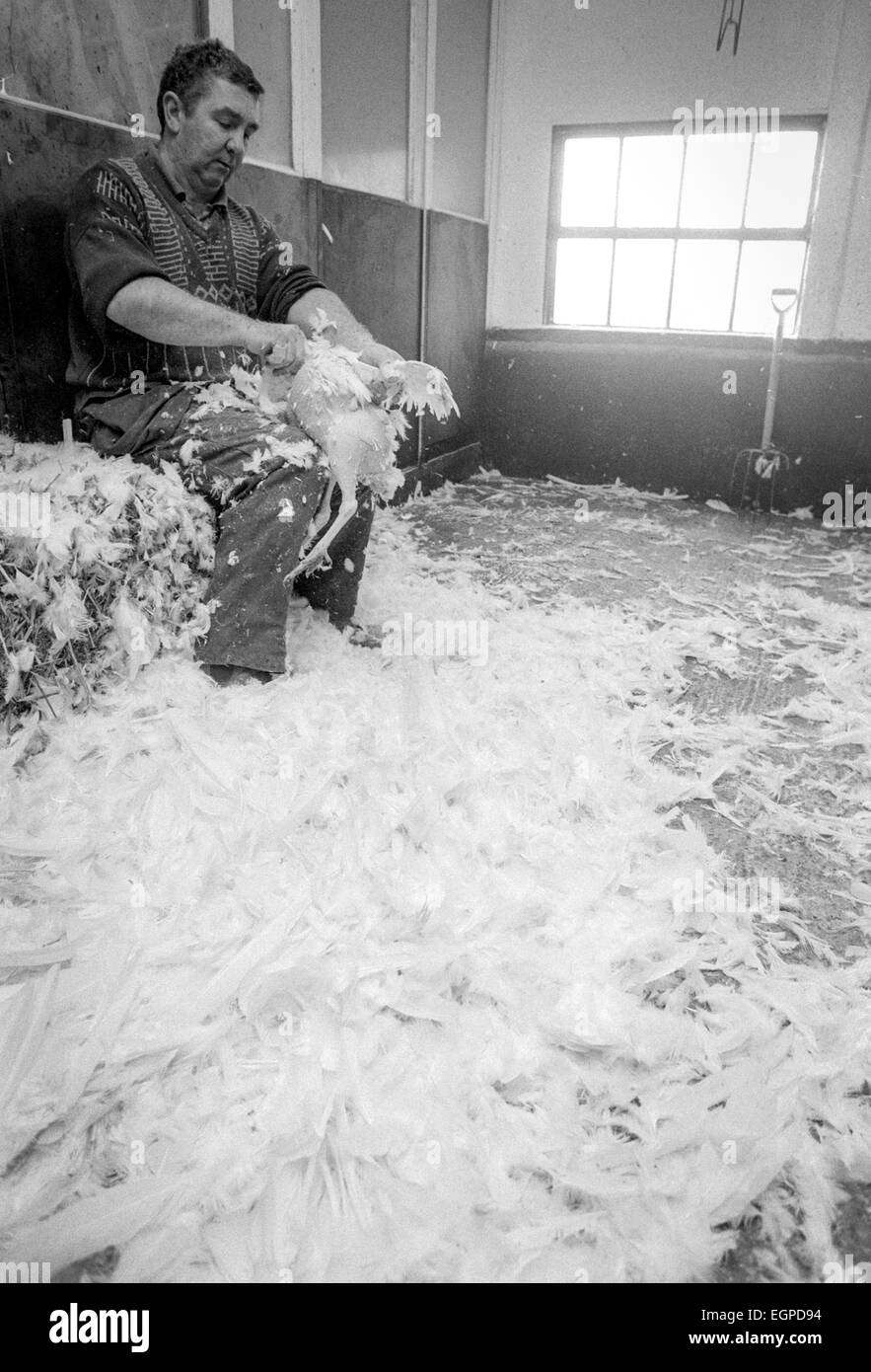 Champion turkey-plucker Vincent Pilkington at work inside Parkminster ...