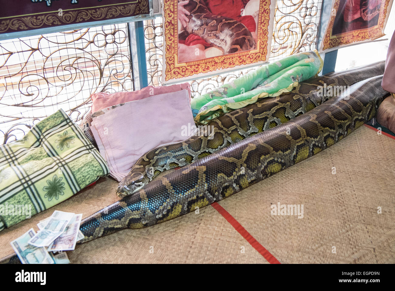Money offered to large well fed python/ temple at snake temple.A huge ...