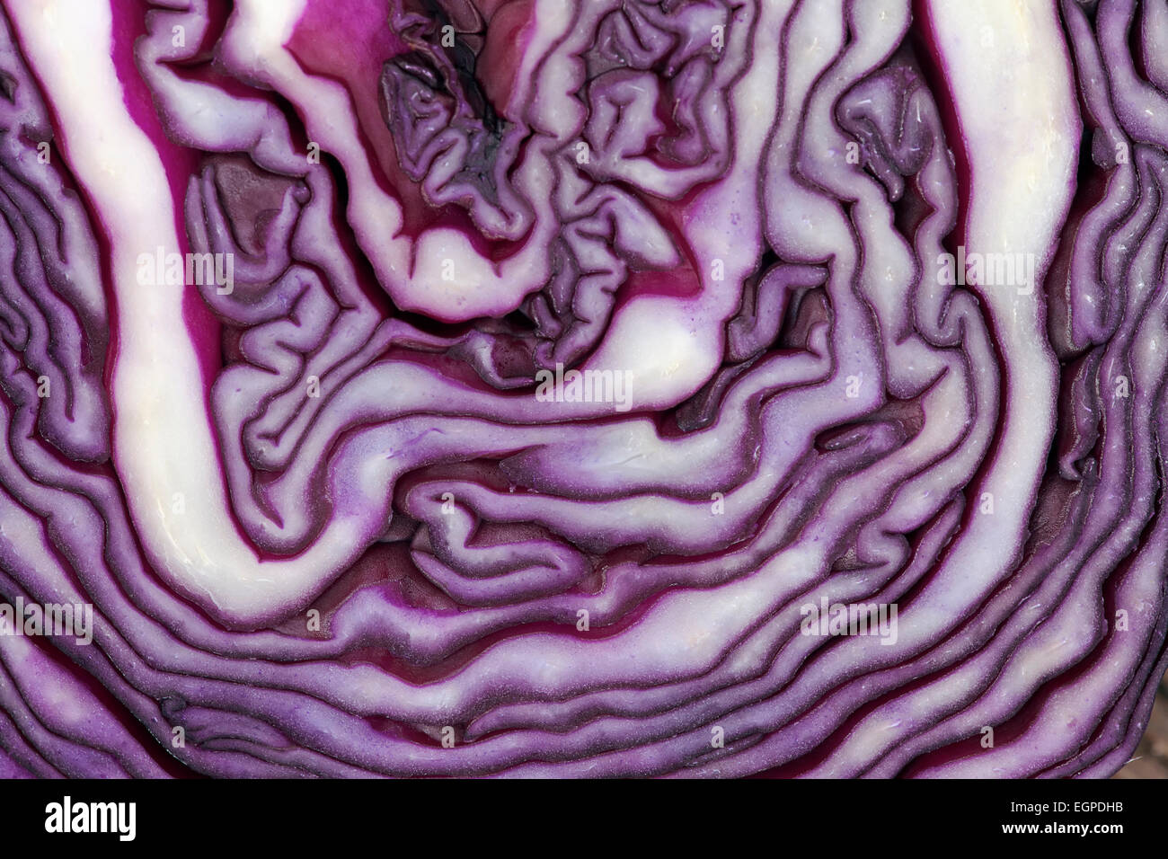 Red cabbage, Brassica oleracea capitata, Very close abstract view of ...