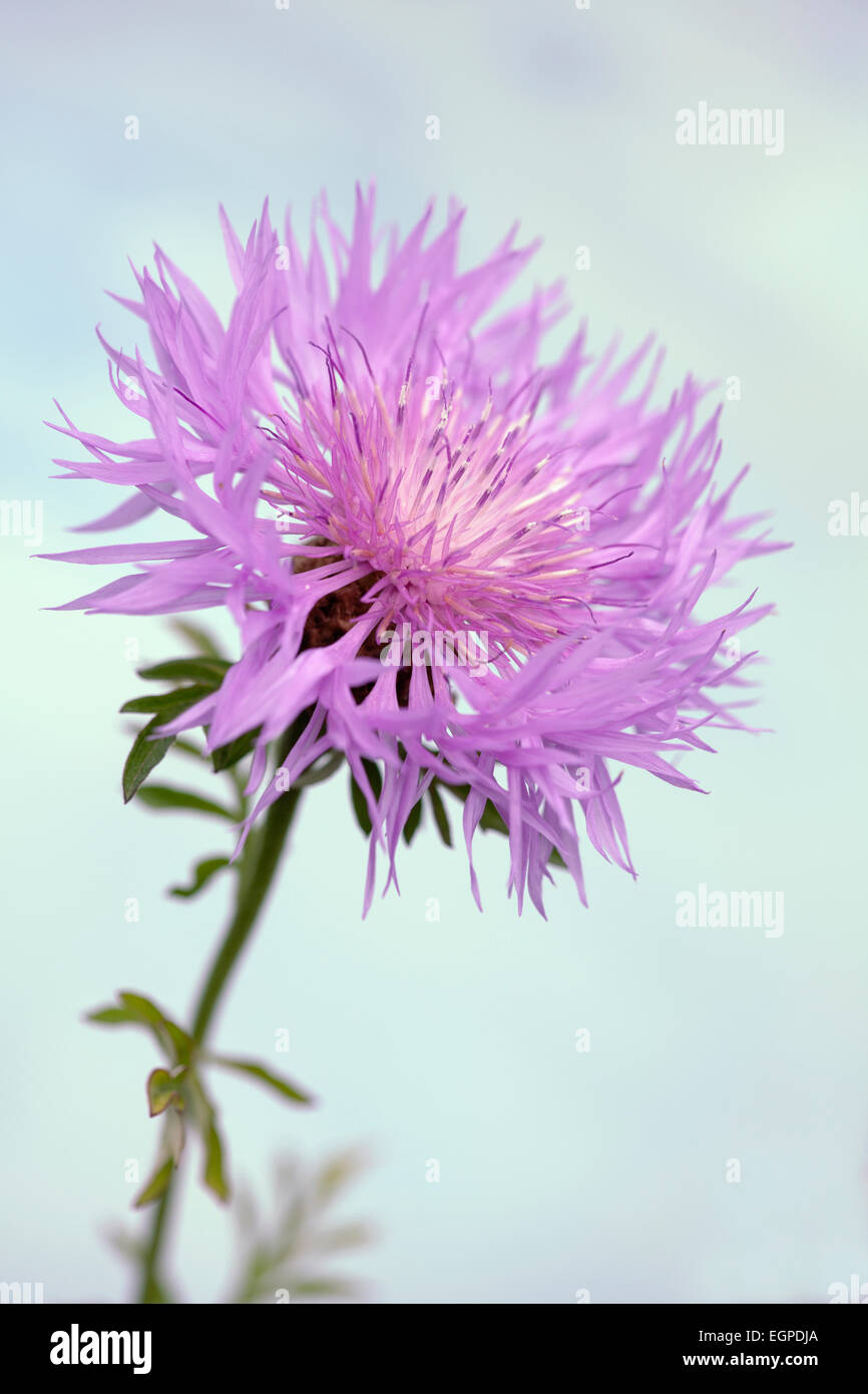 Persian Cornflower, Centaurea dealbata, Side view of one pink flower ...