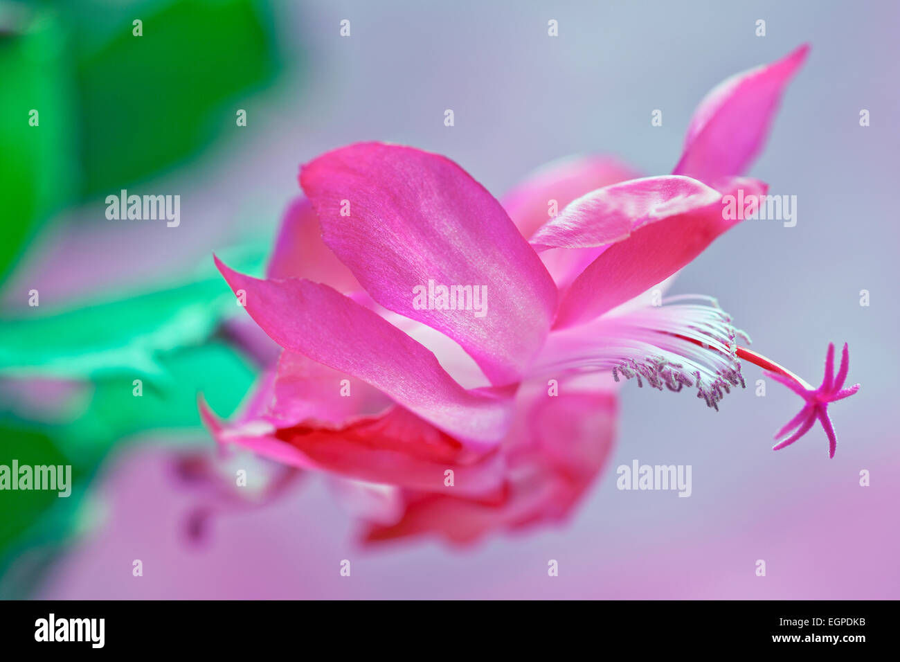 Christmas cactus, Schlumbergera x bridgesii, Close view of one bright ...