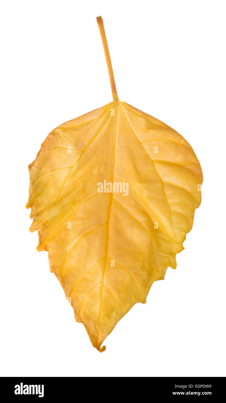 yellow leaf isolated on white background Stock Photo - Alamy