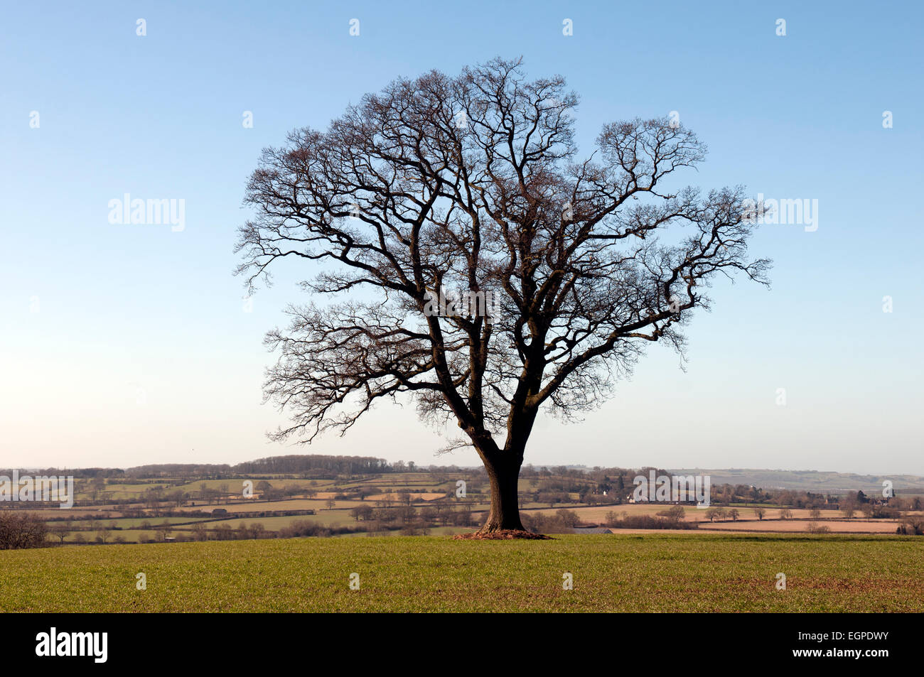 Single oak tree in winter, Warwickshire, England, UK Stock Photo - Alamy