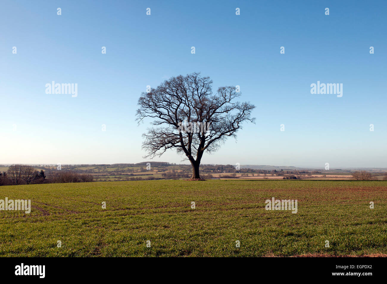 English oak tree in winter hi-res stock photography and images - Alamy