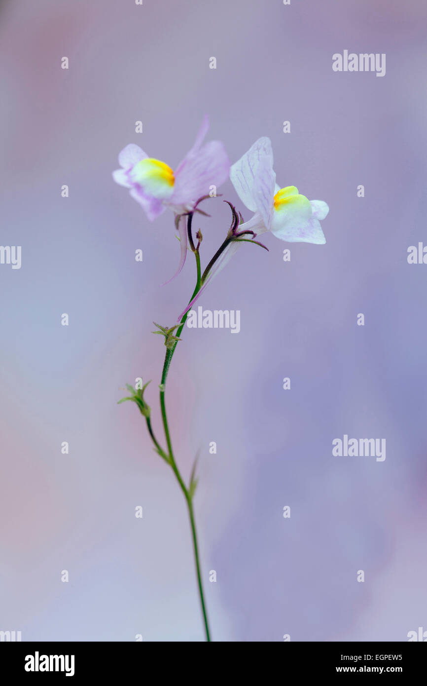 Moroccan toadflax, Linaria maroccanan, Side view of two delicate pink ...