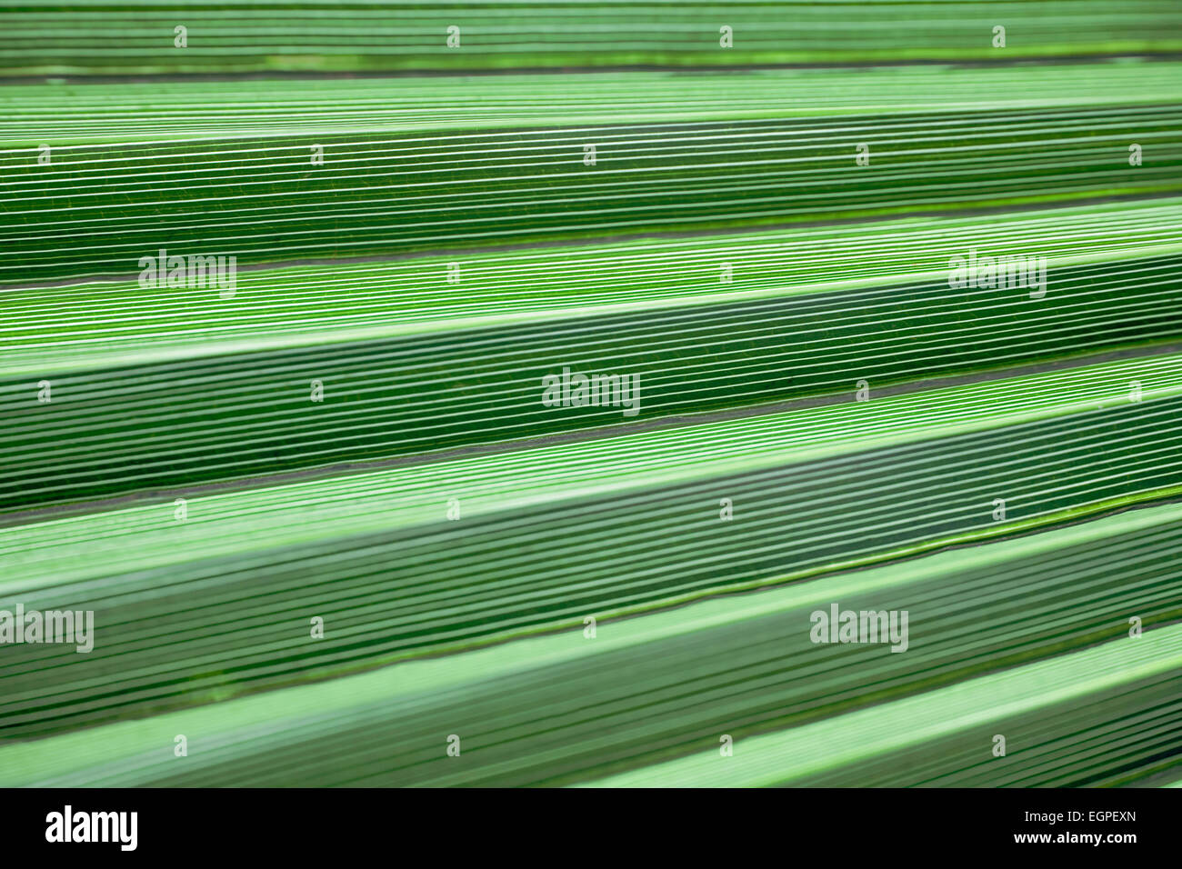 Green palm leaf with ridges hi-res stock photography and images - Alamy