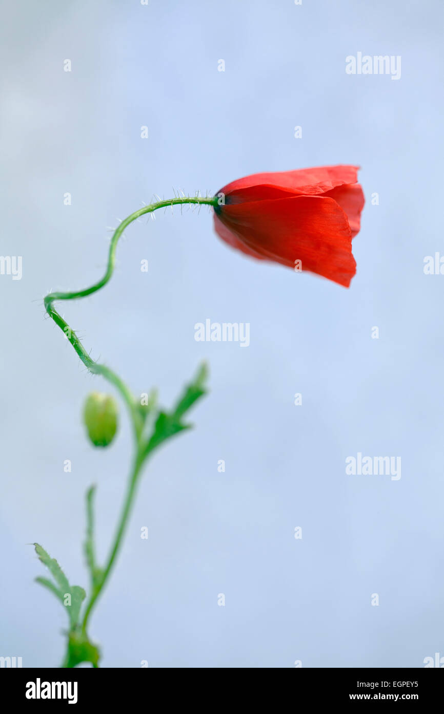 Field poppy, Papaver rhoeas, Side view of one half open red flower on ...