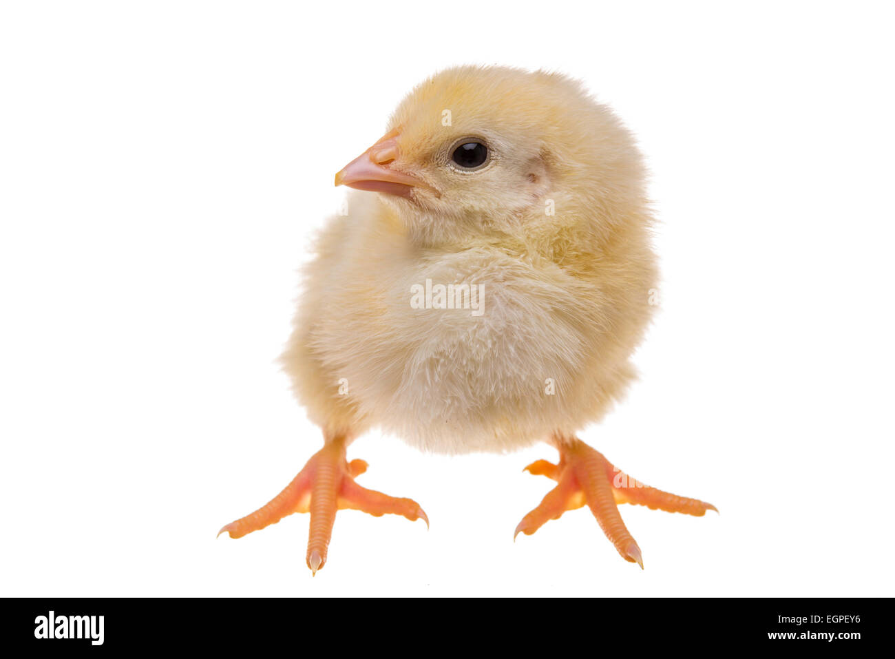 Chicken hi-res stock photography and images - Alamy
