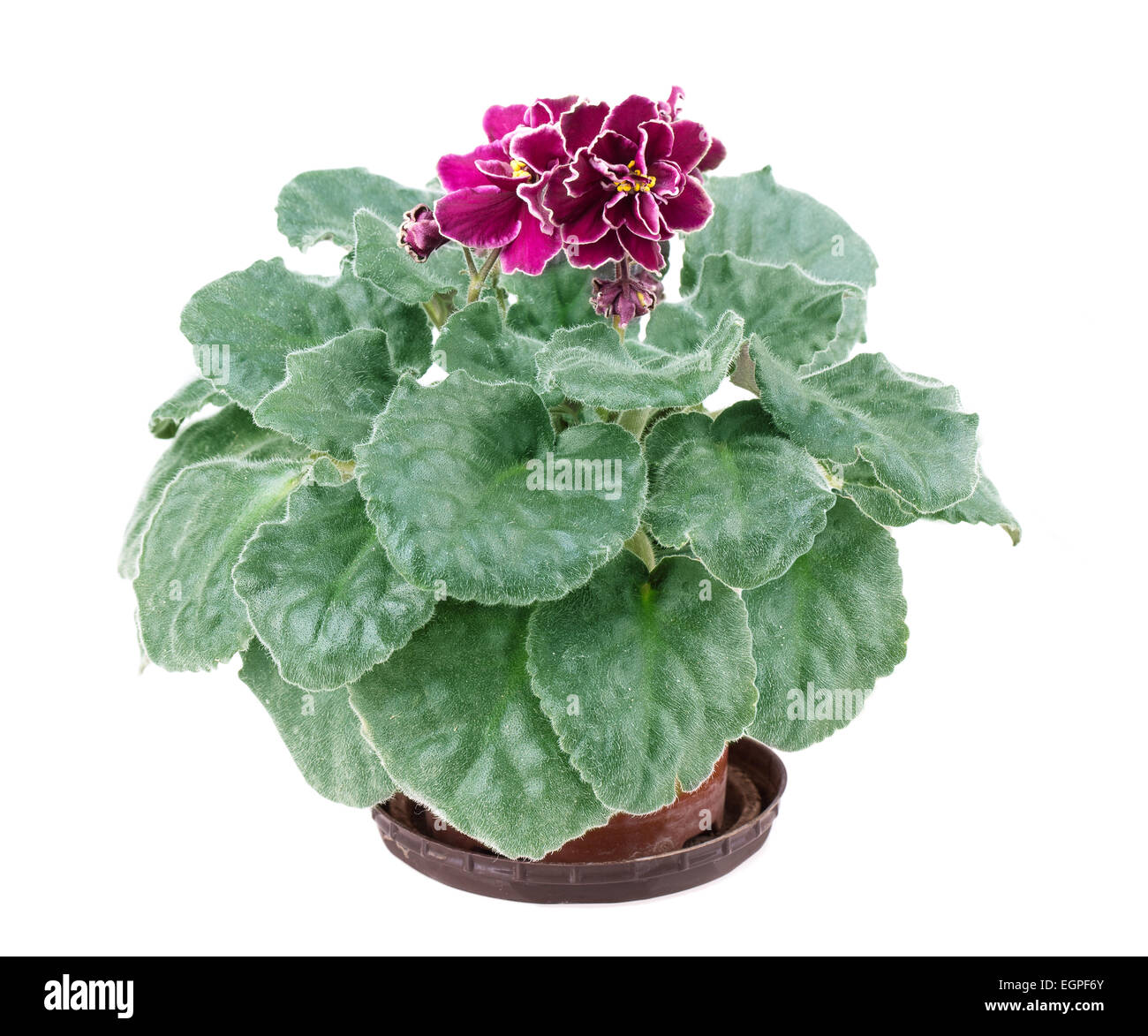 flower, violet isolated on white background Stock Photo - Alamy