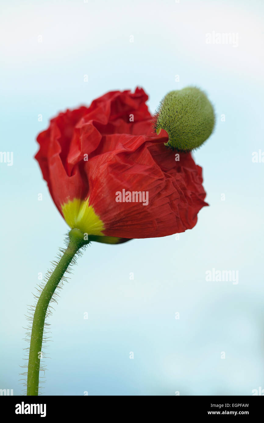 Icelandic poppy, Papaver nudicaule 'Champagne Bubbles', Side view of ...