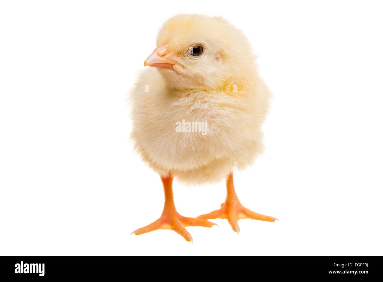 Chicken Cut Out Stock Images & Pictures - Alamy