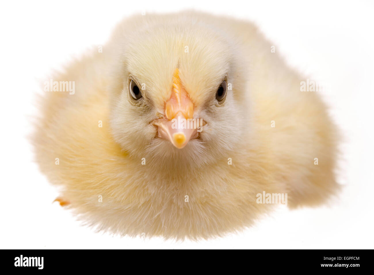 Live chick hi-res stock photography and images - Alamy